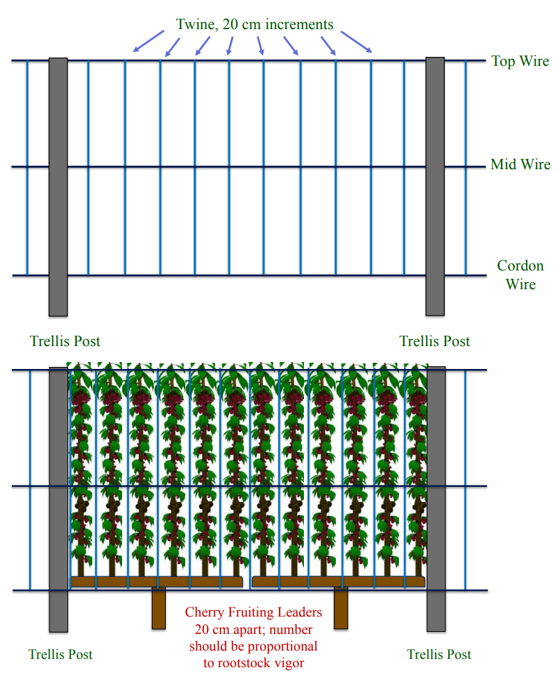 Gregory Lang Cherry Orchard Training System Innovations